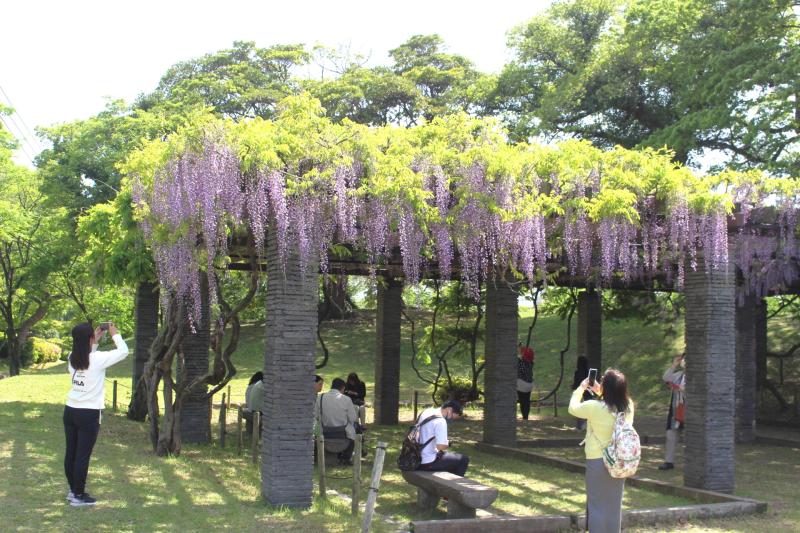 舞鶴公園 藤まつり ｜ イベント情報 ｜ 緑のまちづくり 公益財団法人 福岡市緑のまちづくり協会